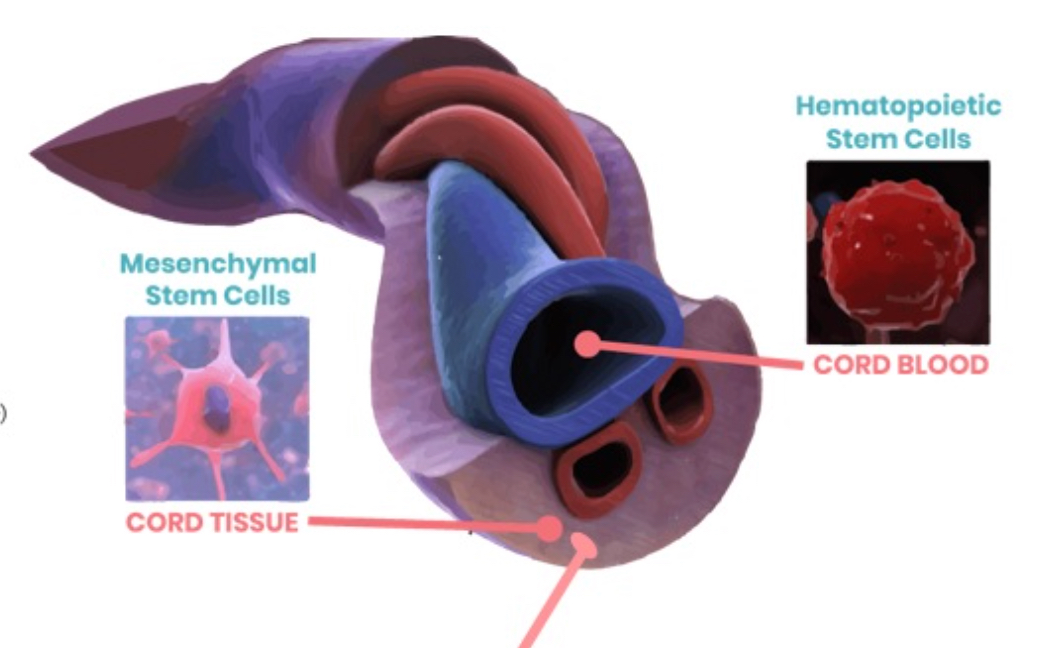 Newborn Stem Cell Banking Preservation Cost & Benefits Companies